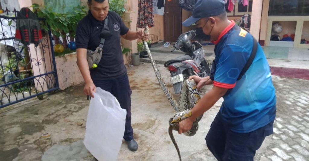 Damkar Evakuasi Seekor Ular Piton yang Makan 4 Ekor Kucing di Hutan ... Damkar Evakuasi Seekor Ular Piton yang Makan 4 Ekor Kucing di Hutan ...